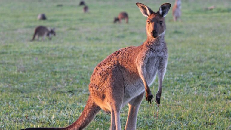 17 Most Friendly Wild Animals in the World - Guide to Stress Less