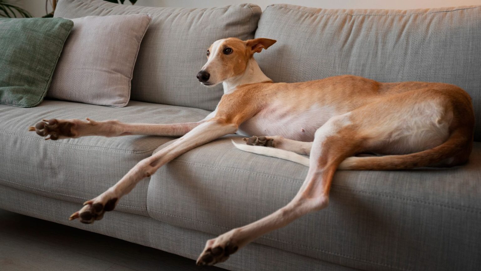 20 Best Dog Breeds for Older People - Guide to Stress Less